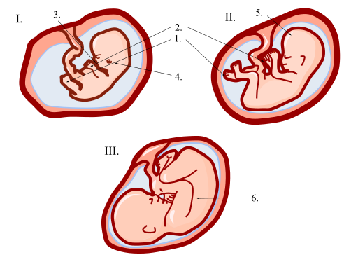 Desarrollo embrionario y fetal: etapas y características semana a semana