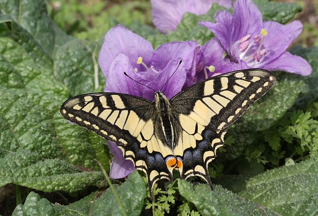 Mandrágora: qué es, características, hábitat, distribución, usos
