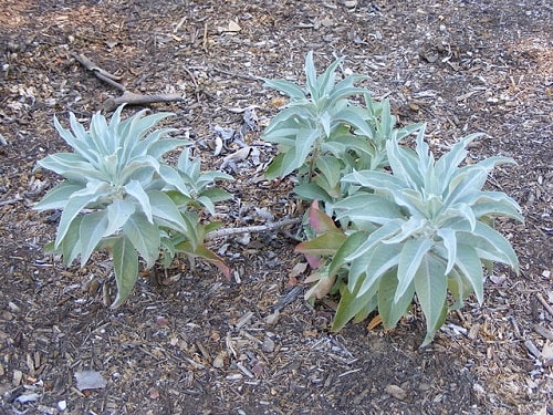 Salvia blanca: qué es, características, hábitat, propiedades