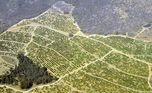 Macadamia: qué es, características, hábitat, beneficios, usos, cultivo