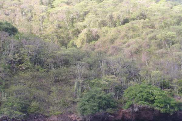 Bosque caducifolio: qué es, características, tipos, flora, fauna, clima