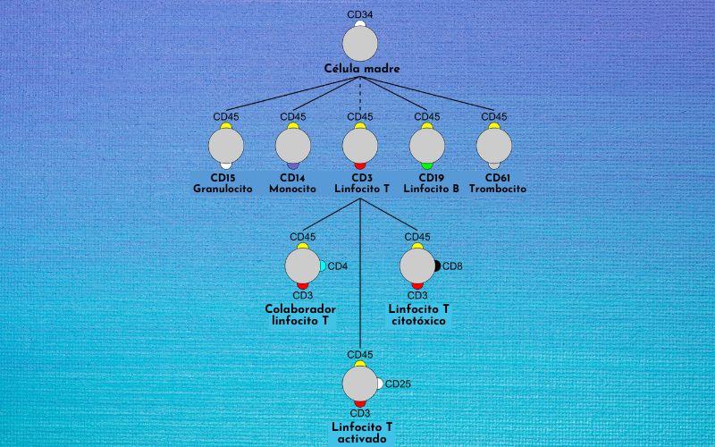 CD3: qué es, características y funciones