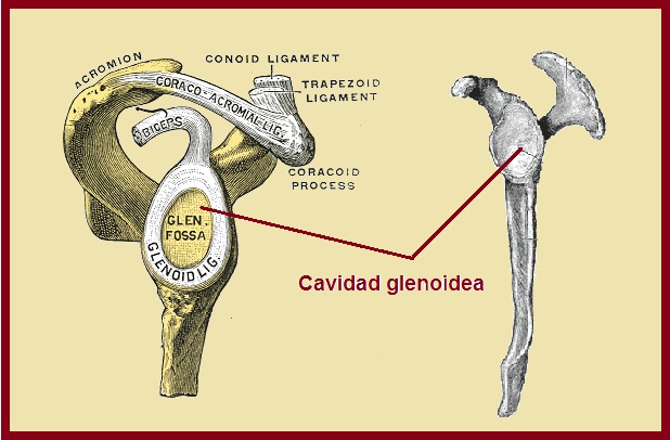Cavidad glenoidea: características, función, patologías, trastornos