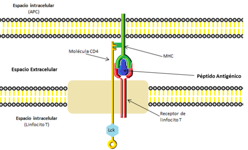 Linfocitos T CD4: estructura, funciones, maduración