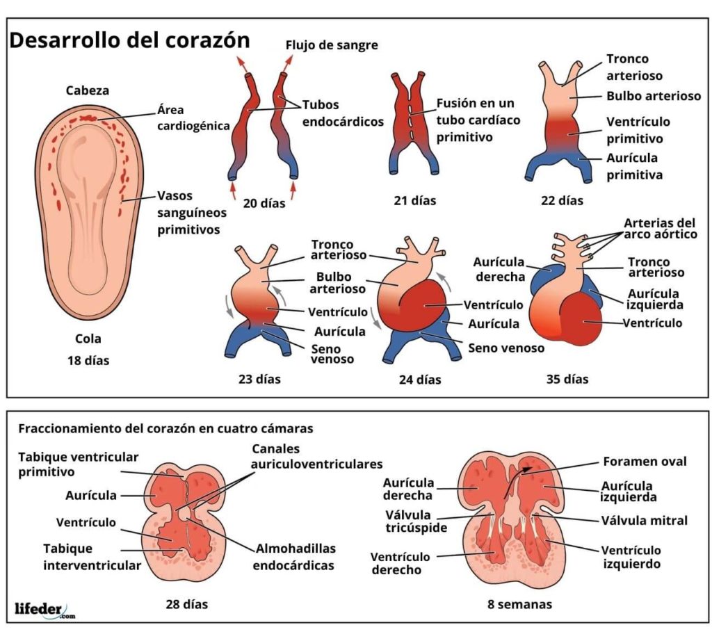Desarrollo embrionario y fetal: qué es, etapas semana a semana