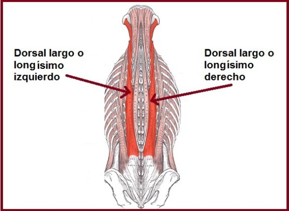 Dorsal Largo Características Funciones Trastornos Relacionados