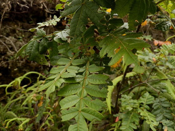 Weinmannia tomentosa: qué es, características, hábitat, usos