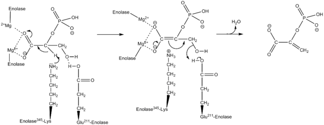 Enolasa: qué es, estructura, mecanismo de acción, funciones