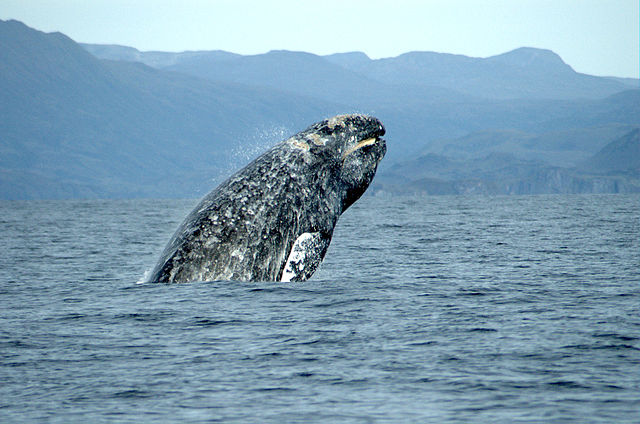 Ballena gris: características, migración, alimentación, reproducción
