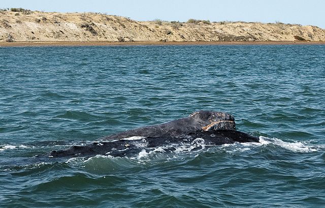 Ballena gris: qué es, características, hábitat, alimentación, reproducción