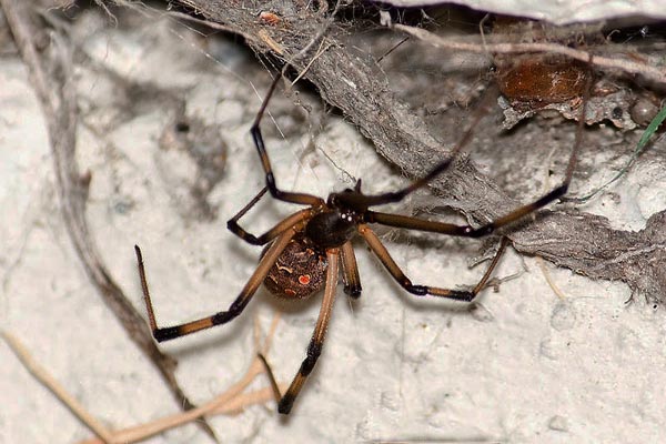 Latrodectus: características, clasificación, nutrición, reproducción