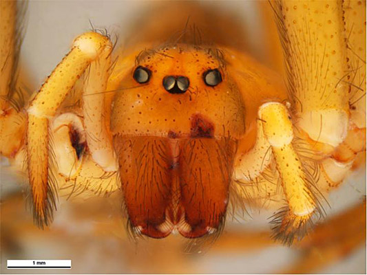 Loxosceles: características, clasificación, nutrición, reproducción