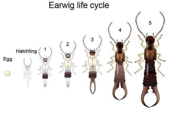Tijereta común: qué es, características, hábitat, reproducción