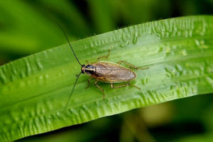 Cucarachas: qué son, características, reproducción, especies