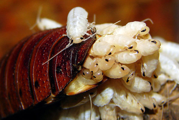 Cucaracha de Madagascar: qué es, características, reproducción, usos