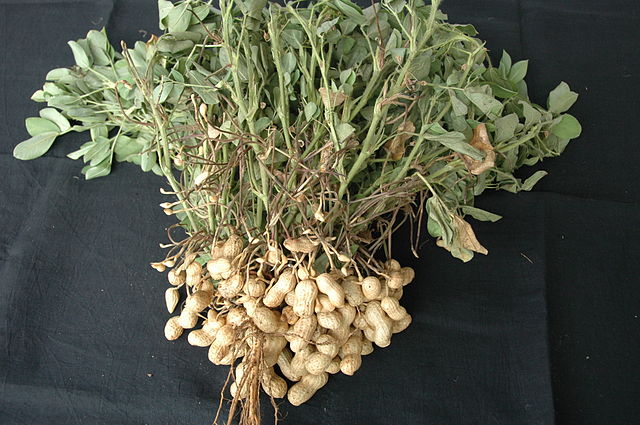 Cacahuate: qué es, caracteristicas, hábitat, propiedades, usos, cultivo