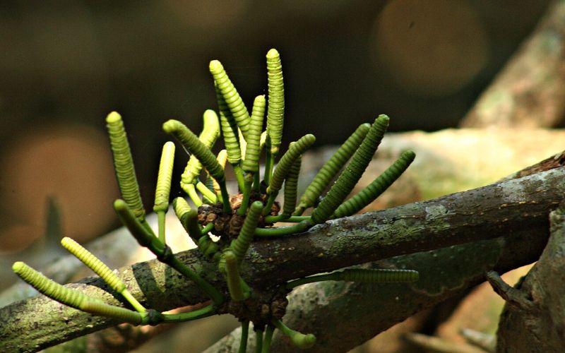 Gnetales: qué es, características, hábitat, usos y cuidados