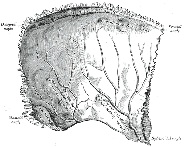 Hueso parietal: qué es, anatomia, atributos y consideraciones patológicas