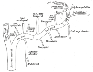 Arteria maxilar interna: anatomía, consideraciones clínicas