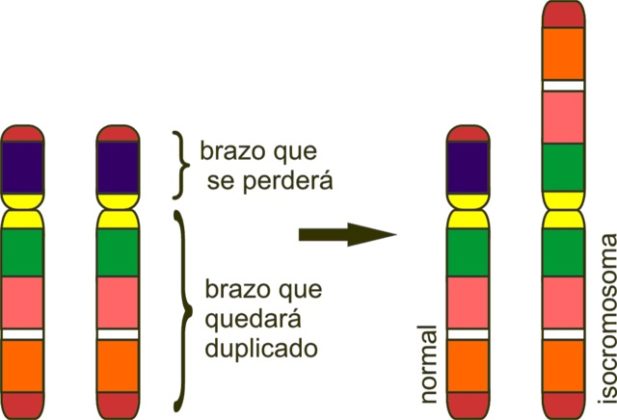 Isocromosoma: definición, origen, patologías asociadas