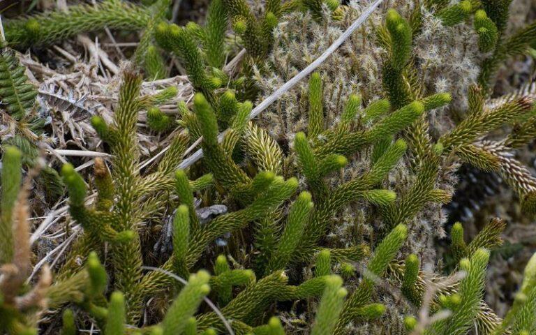 Lycopodium clavatum: qué es, características, homeopatía, efectos