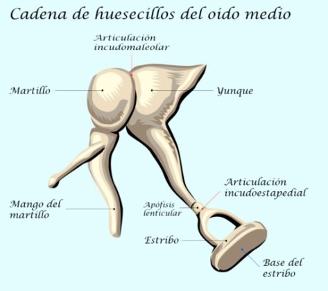 Oído medio: anatomía (partes), funciones, enfermedades