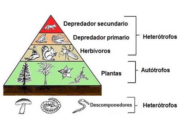 Red trófica: niveles tróficos, tipos, terrestre y marina