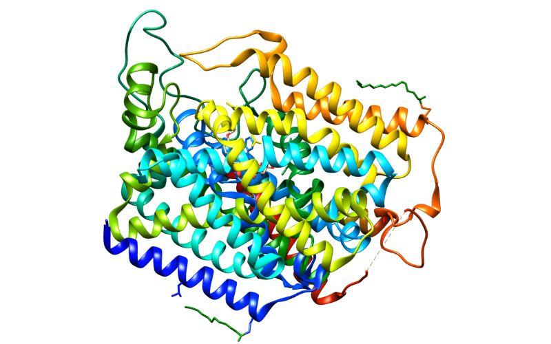 SGLT2: qué son, características, estructura, funciones