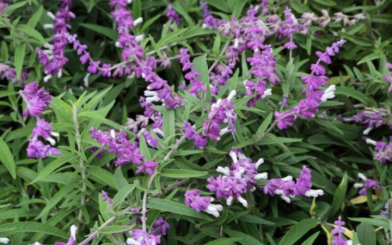 Salvia divinorum: qué es, características, hábitat, usos, cultivo