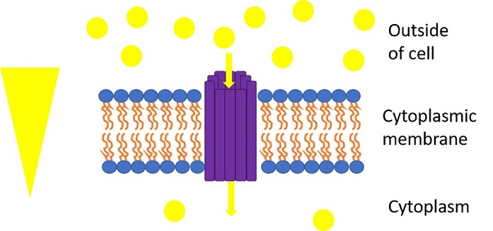 GLUT1: qué es, características, estructura y funciones