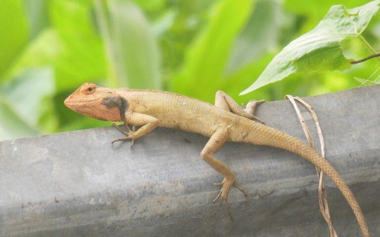 Animales insectívoros: qué son, características y ejemplos