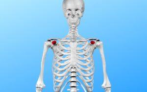 Apófisis coracoides: qué es, características, función, trastornos