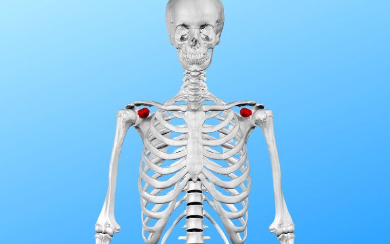 Apófisis coracoides: qué es, características, función, trastornos