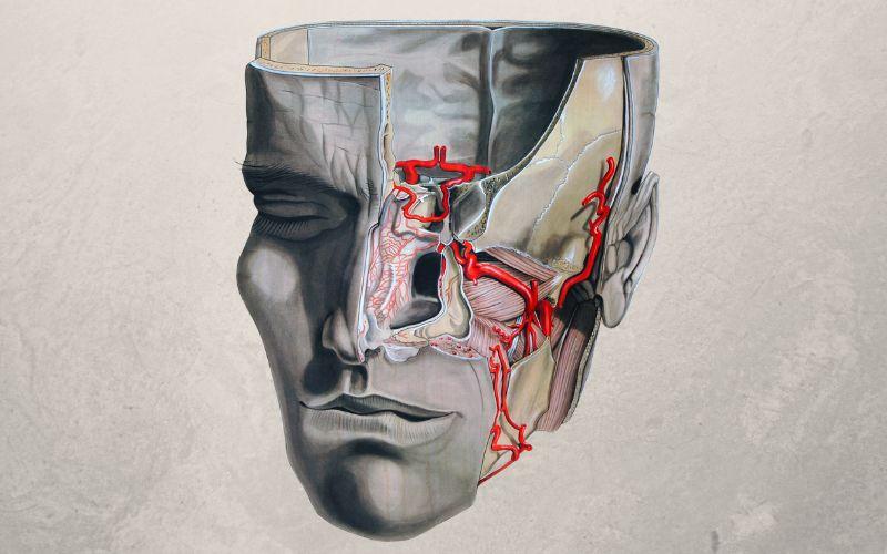 Anatomía De La Arteria Maxilar