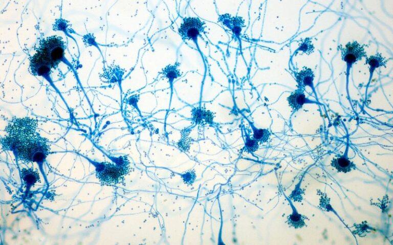 Azul de lactofenol: qué es, características, procedimientos, uso