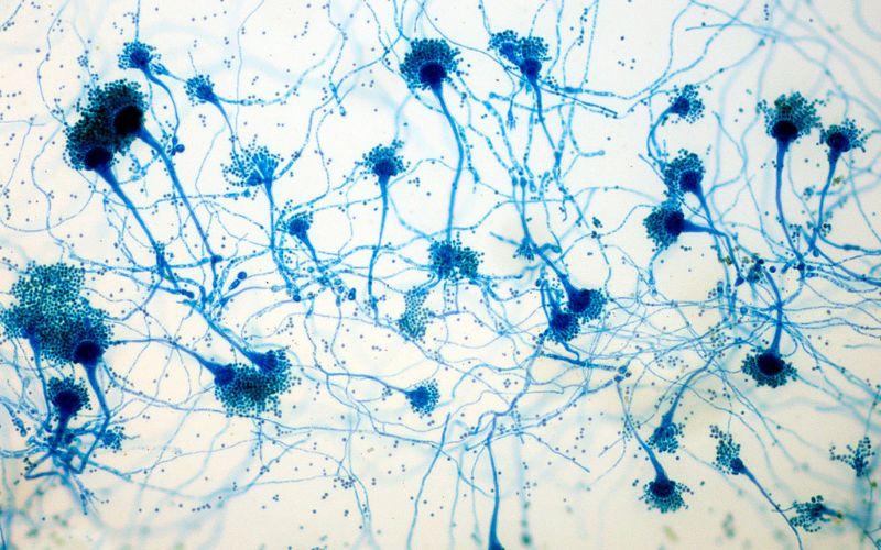 Azul de lactofenol: qué es, características, procedimientos, uso