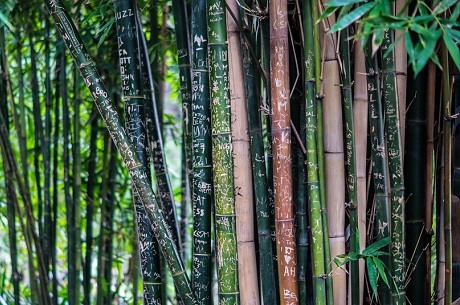 Río Nilo: historia, características, recorrido, afluentes, flora, fauna