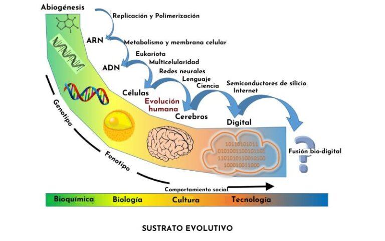 Biología evolutiva: qué es, historia, qué estudia, aplicaciones, conceptos