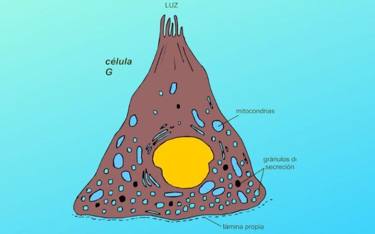 Células G: qué son, desarrollo, gastrina, canales mecanosensibles