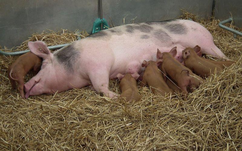 Pietrain: qué son, características, origen, alimentacion, reproducción