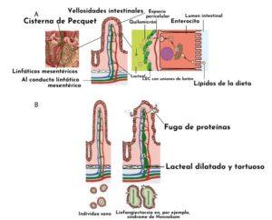 Cisterna de Pecquet o del quilo: qué es, descripción