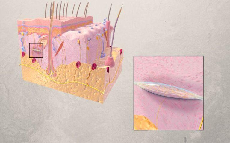 Corpúsculos de Ruffini: qué son, histología, mecanismos de acción