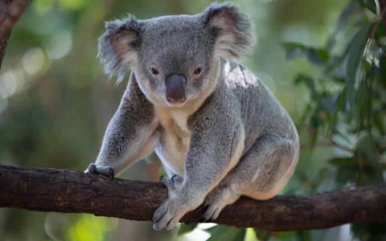 100 datos curiosos sobre los animales