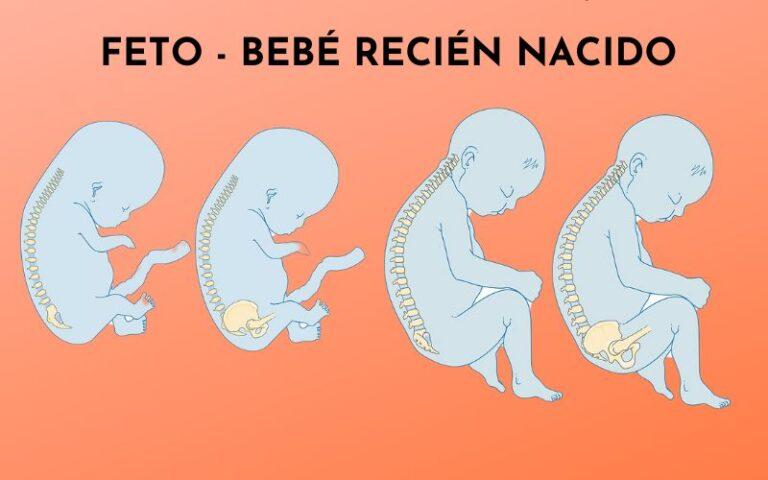 Desarrollo embrionario y fetal: qué es, etapas semana a semana
