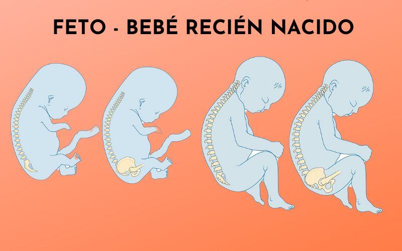 Etapas Del Embrión Humano Cómo Se Clasifican Los Embriones Según Su