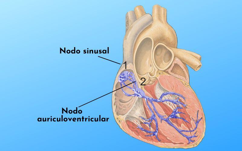 Dromotropismo: qué es, electrofisiología cardiaca, patologías