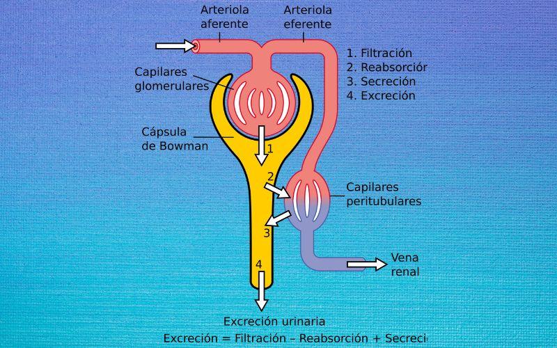 Formación de la orina: qué es, procesos involucrados