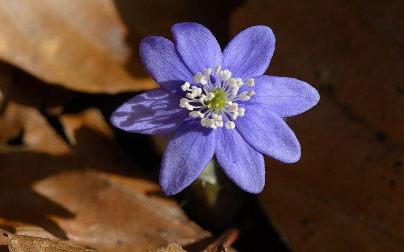 Talo De Hepatica Hepatica Americana Round Lobed Hepatica | Prairie