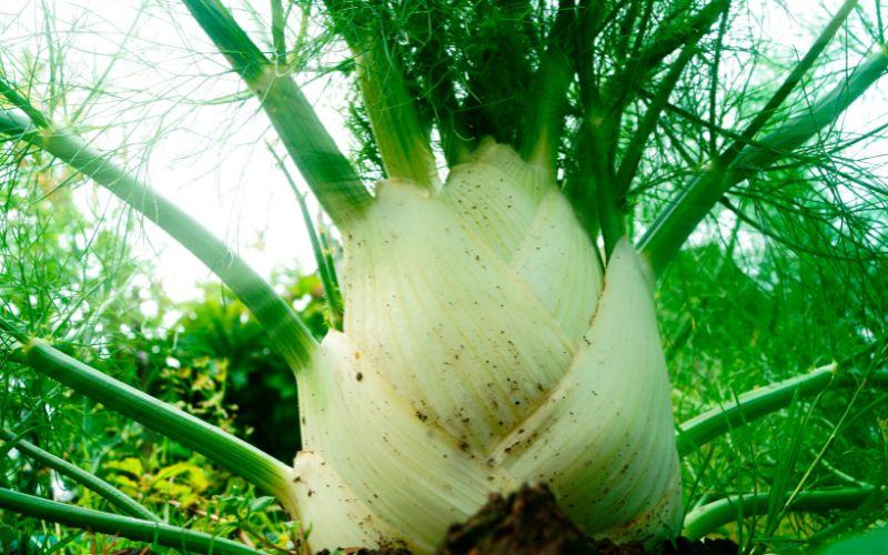 Hinojo: qué es, características, hábitat, propiedades, usos, cultivo