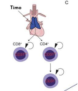 Linfocitos T CD4: qué son, estructura, tipos, funciones, maduración